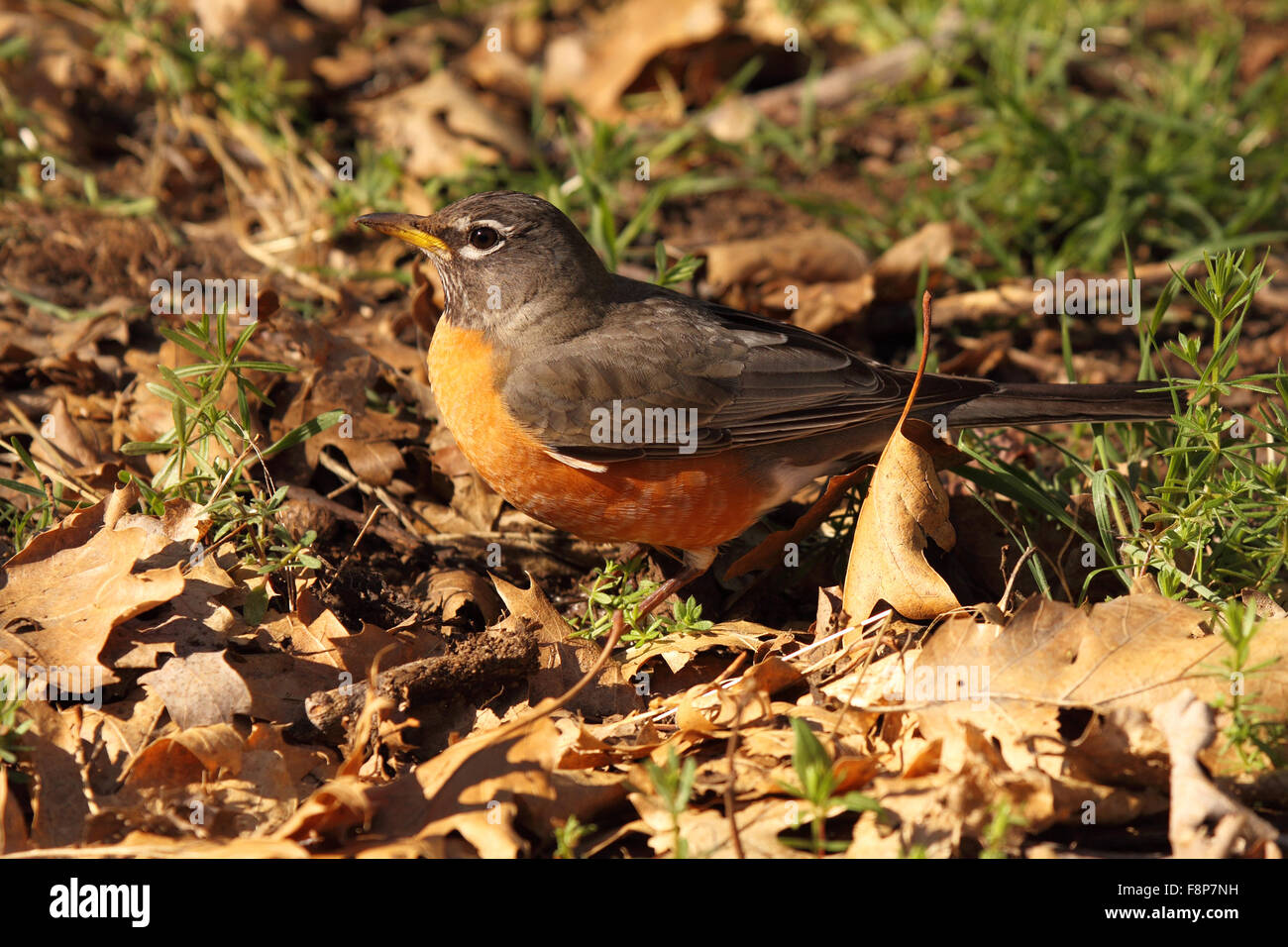 Female american robin hi-res stock photography and images - Alamy