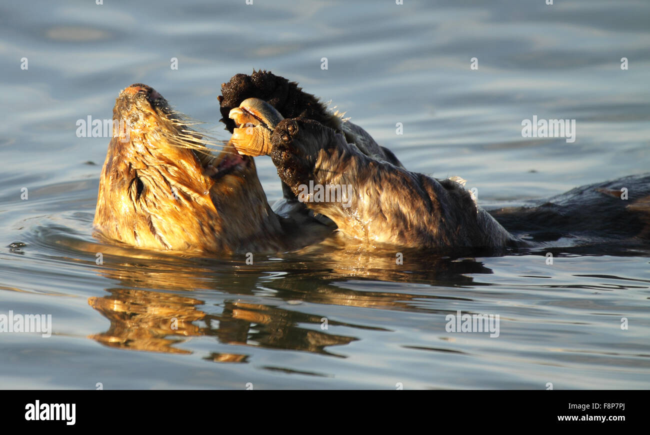 A Sea Otter leaning back to feed on a clam Stock Photo - Alamy