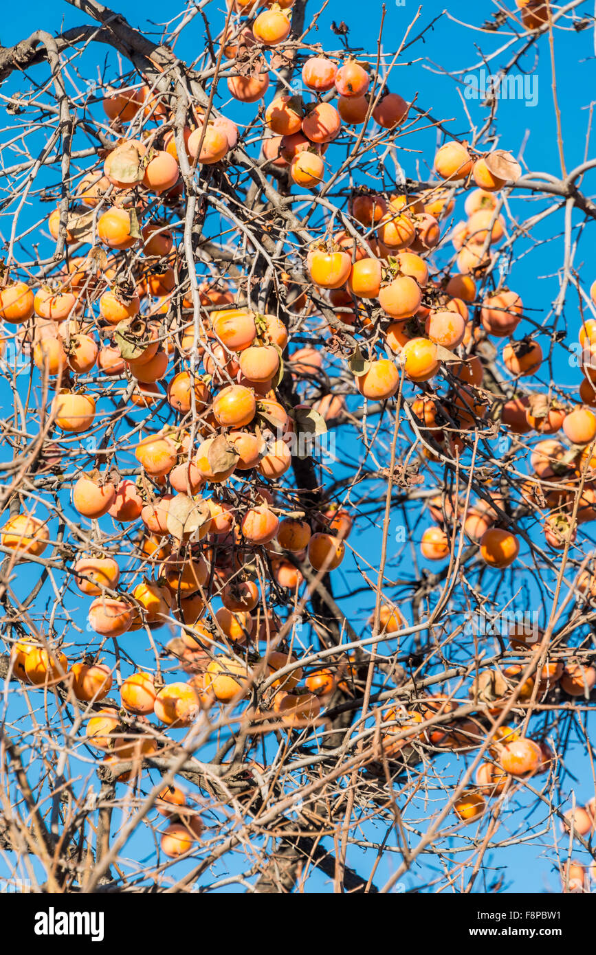 Persimmon fruits on the tree Stock Photo - Alamy
