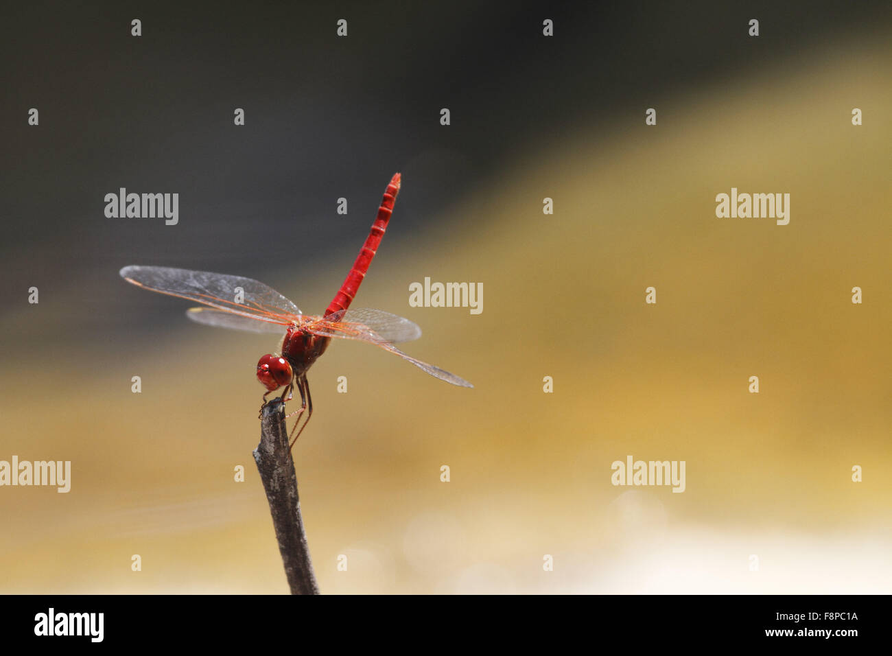 Scarlet percher dragonfly hi-res stock photography and images - Alamy