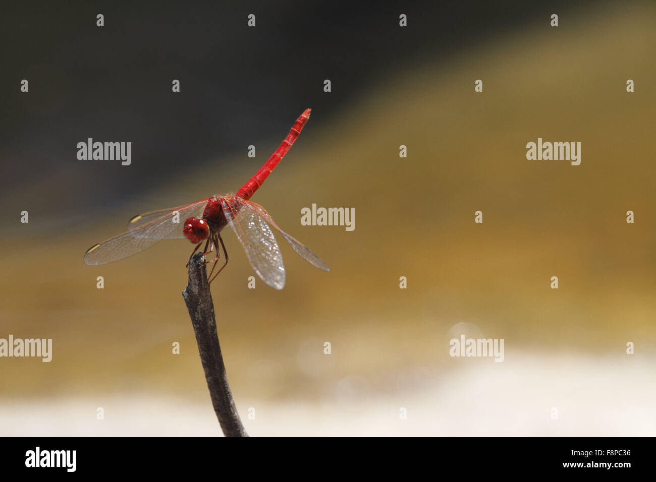 Scarlet percher dragonfly hi-res stock photography and images - Alamy