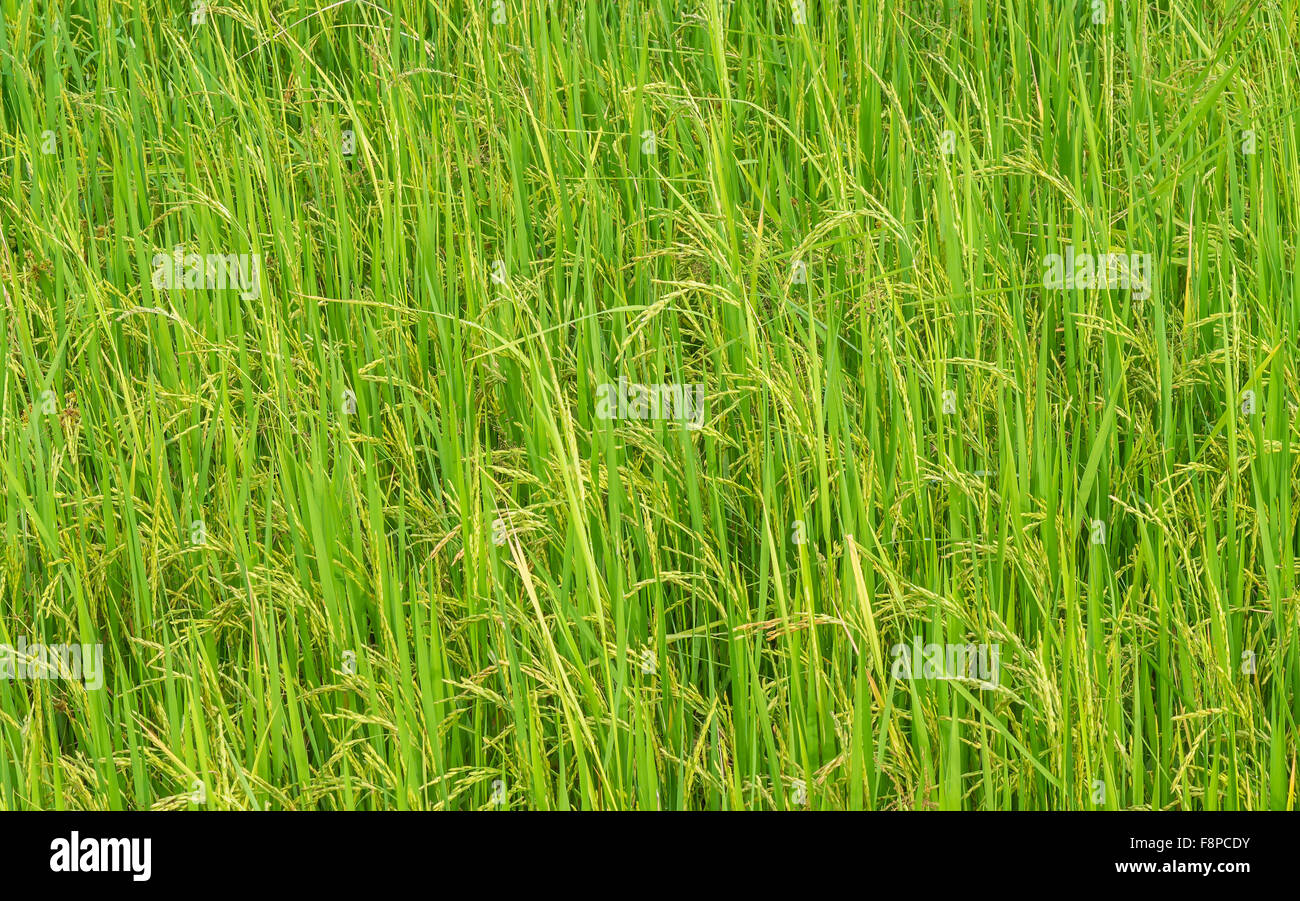 Rice field background Stock Photo - Alamy
