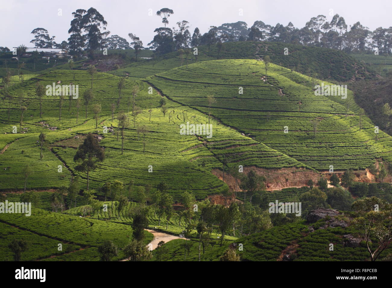 Sri Lanka, black tea plantation hill Stock Photo - Alamy