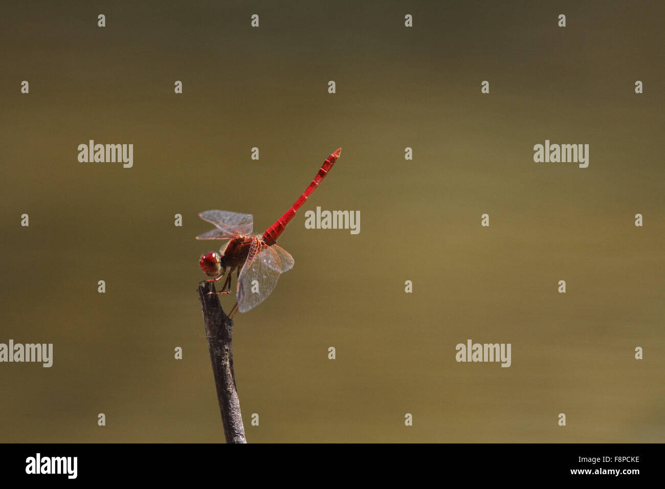Scarlet percher dragonfly hi-res stock photography and images - Alamy