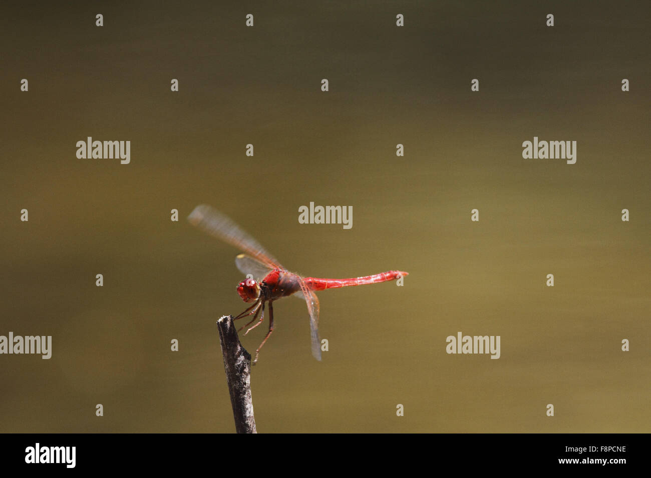 Scarlet percher dragonfly hi-res stock photography and images - Alamy