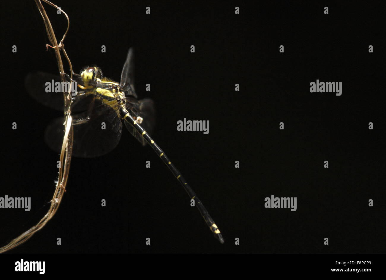 Yellow-tipped Tigertail dragonfly Stock Photo - Alamy