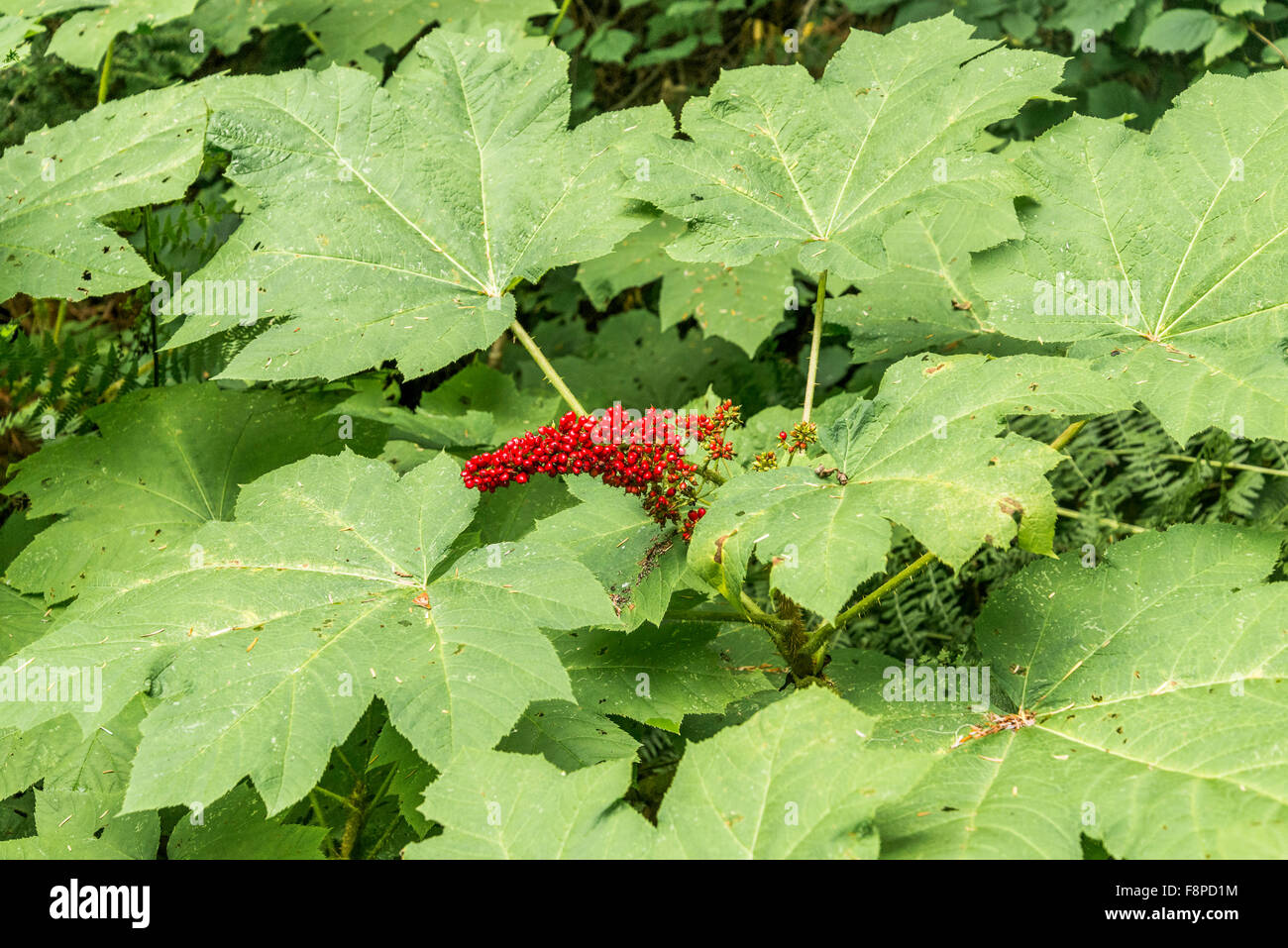 Devils club plant berries leaves oplopanax horridus devils club hi-res ...