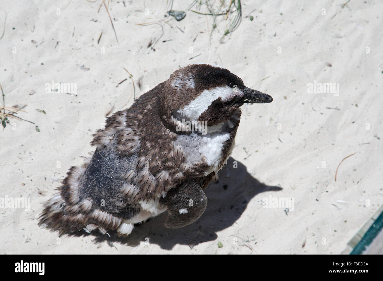 Molting penguin hi-res stock photography and images - Alamy