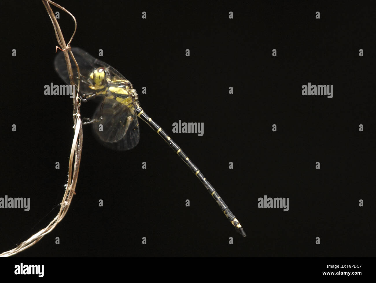 Yellow-tipped Tigertail dragonfly Stock Photo - Alamy