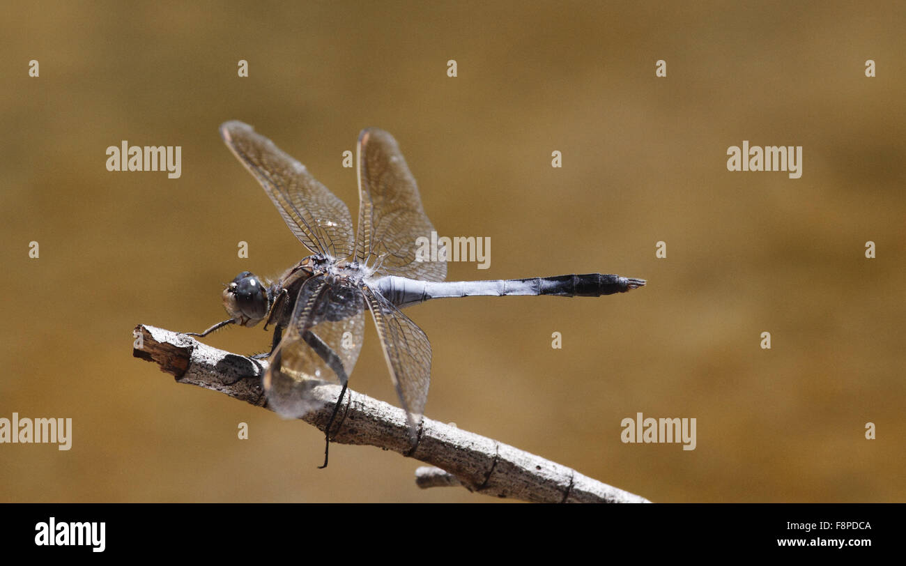 Blue Skimmer Orthetrum calonicum Stock Photo - Alamy