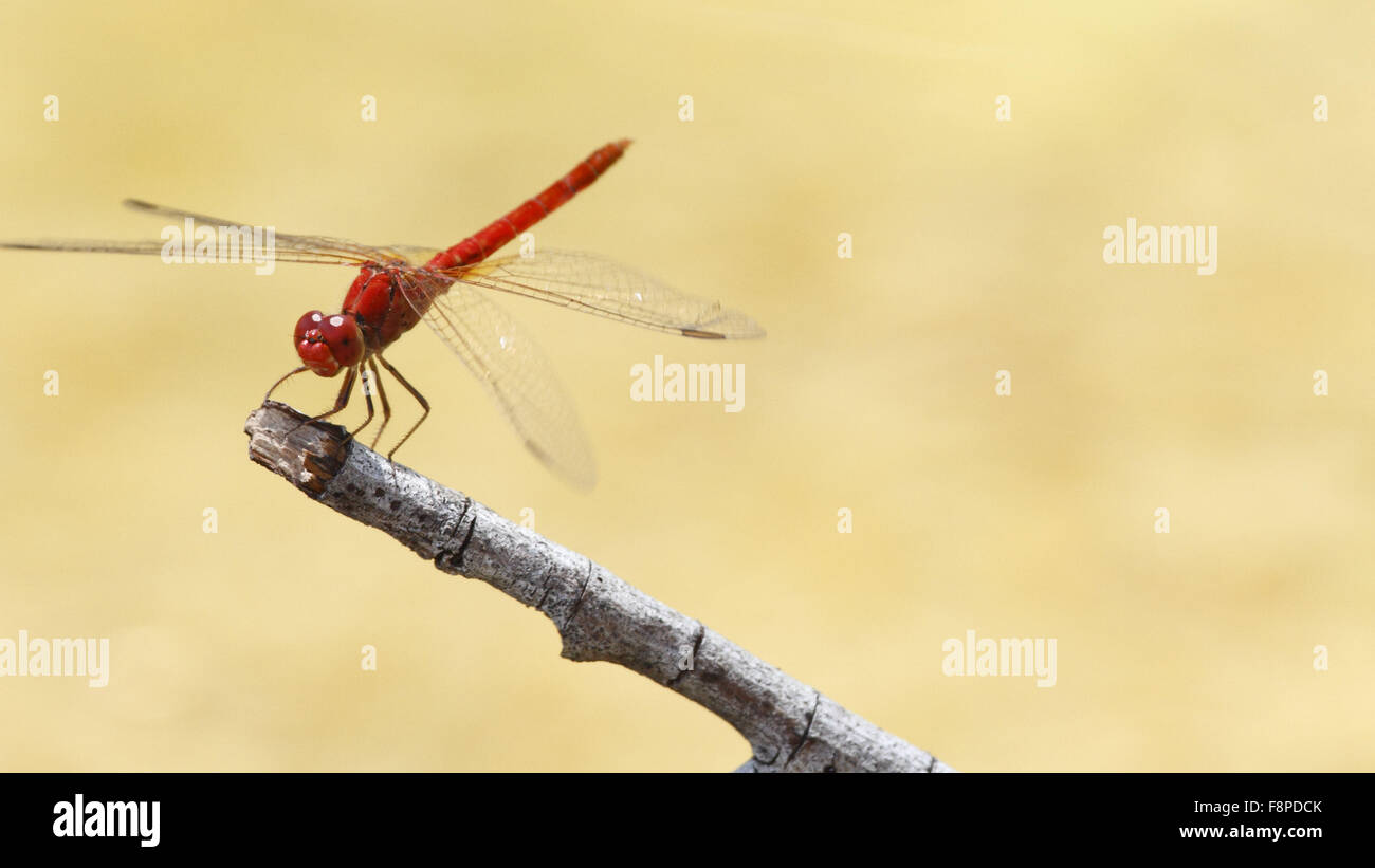 Scarlet Percher dragonfly Stock Photo - Alamy