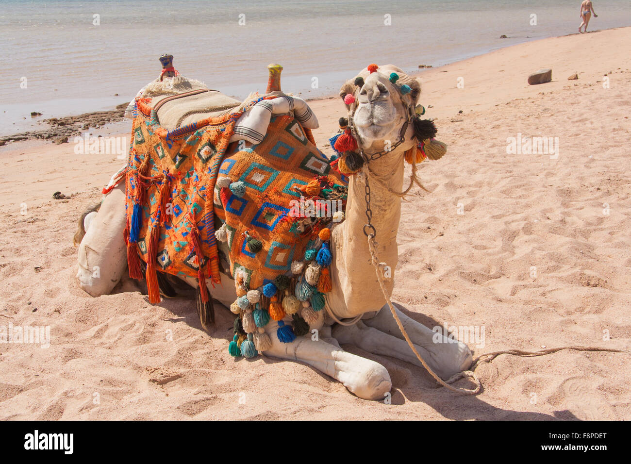 Camel on a sand of beach in Egypt Stock Photo - Alamy