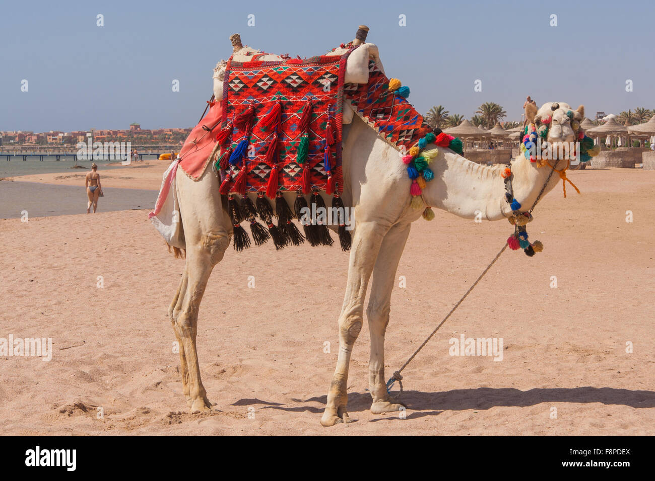 Camel on a sand of beach in Egypt Stock Photo - Alamy