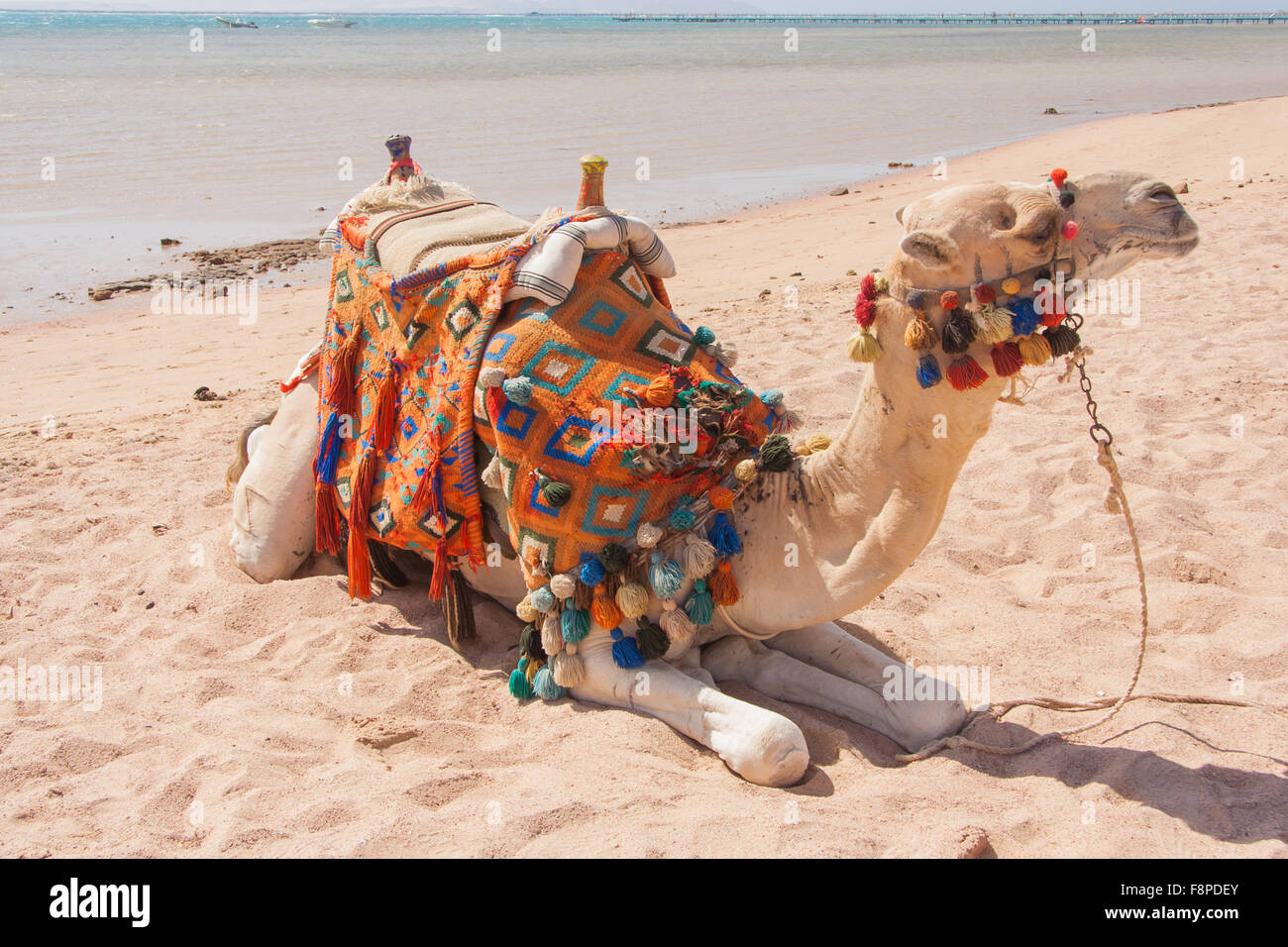 Camel on a sand of beach in Egypt Stock Photo - Alamy