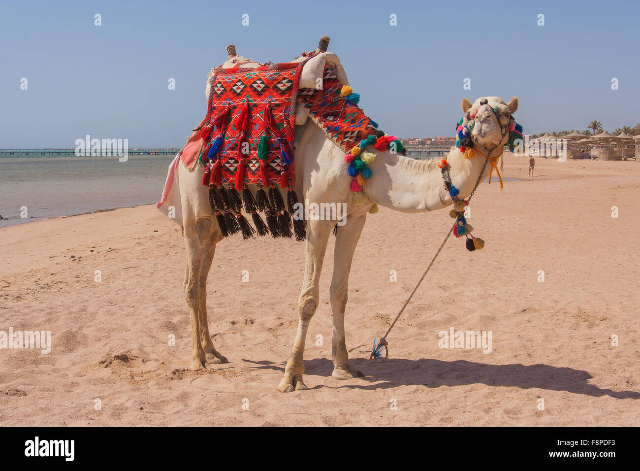 Camel on a sand of beach in Egypt Stock Photo - Alamy