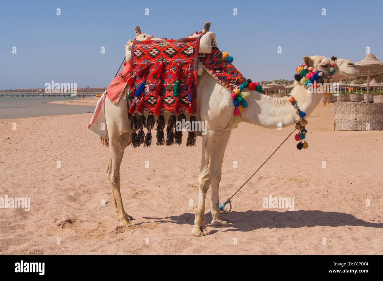 Camel on a sand of beach in Egypt Stock Photo - Alamy