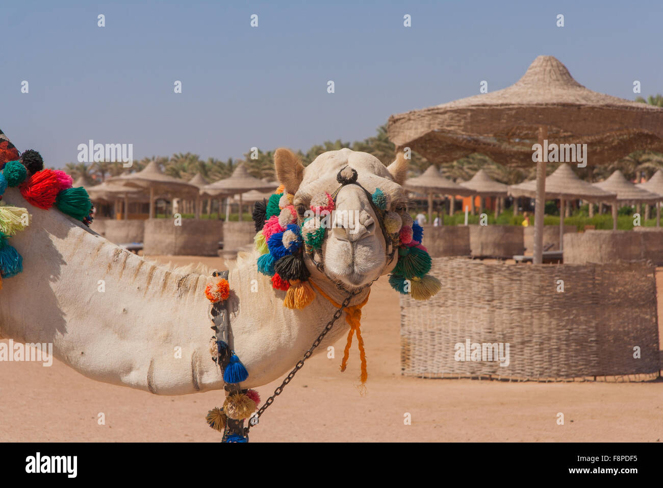 Camel on a sand of beach in Egypt Stock Photo - Alamy