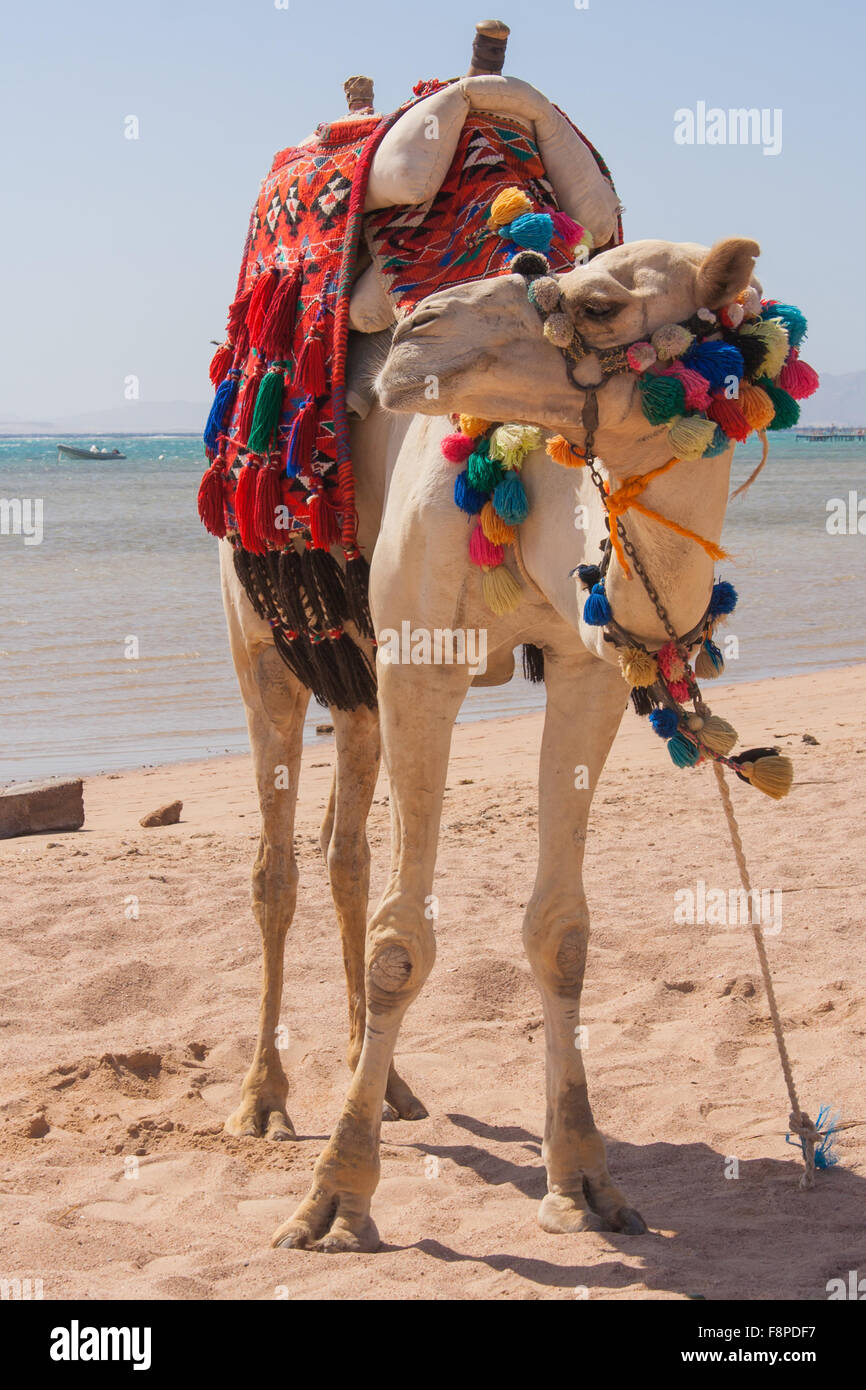 Camel on a sand of beach in Egypt Stock Photo - Alamy