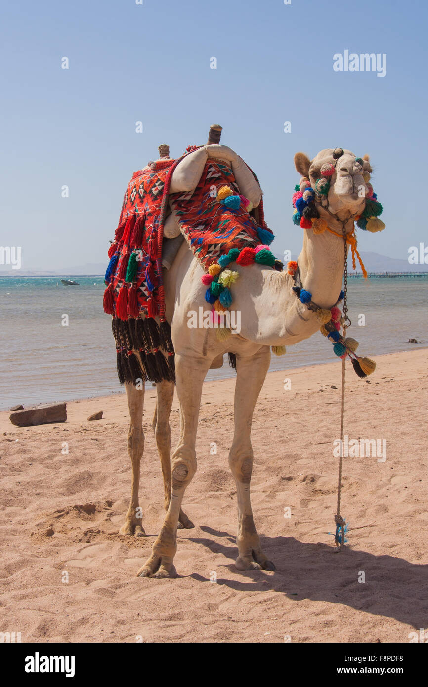 Camel on a sand of beach in Egypt Stock Photo - Alamy