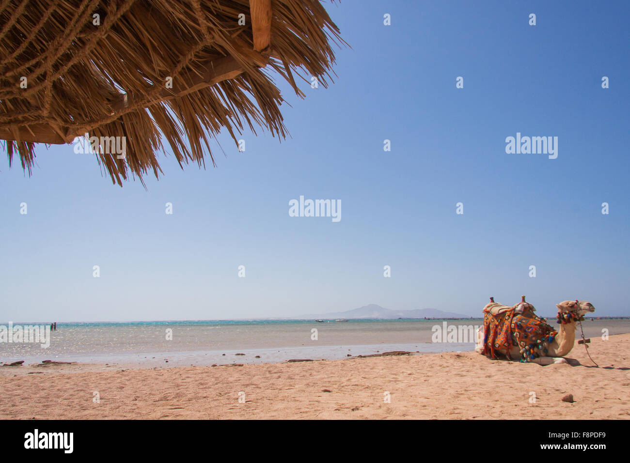 Camel on a sand of beach in Egypt Stock Photo - Alamy