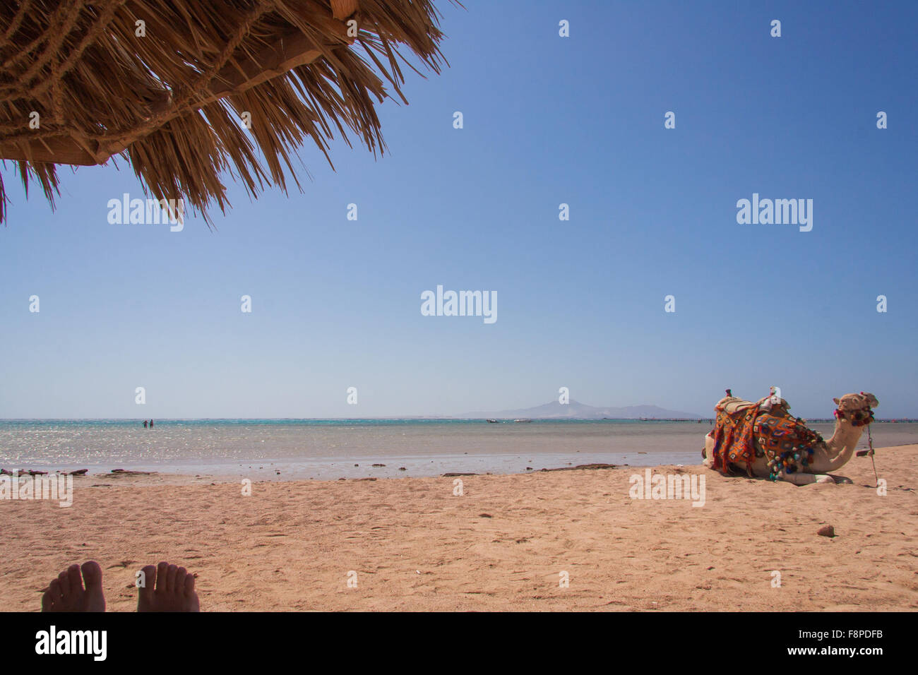 Camel on a sand of beach in Egypt Stock Photo - Alamy