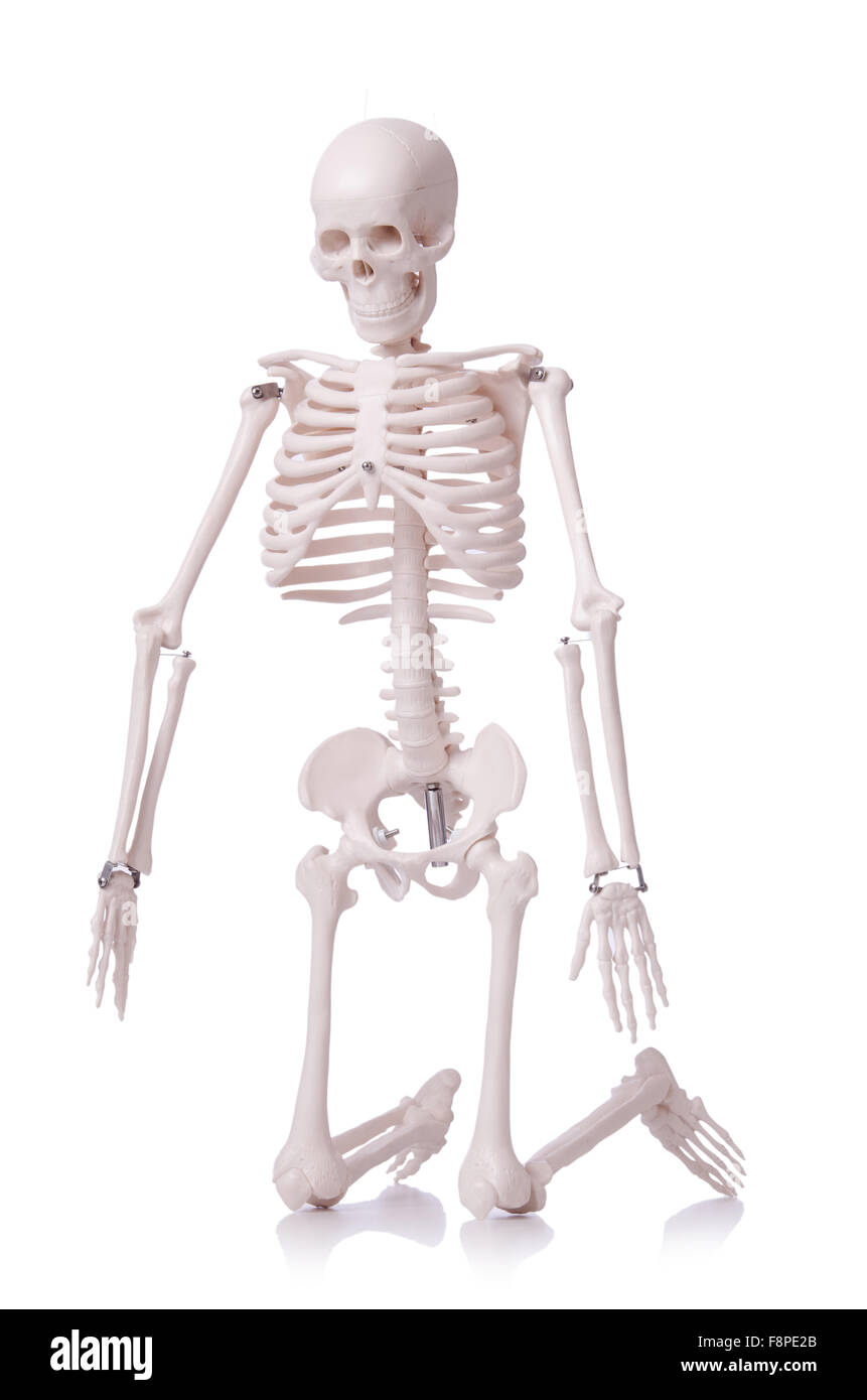 Skeleton isolated on the white Stock Photo - Alamy