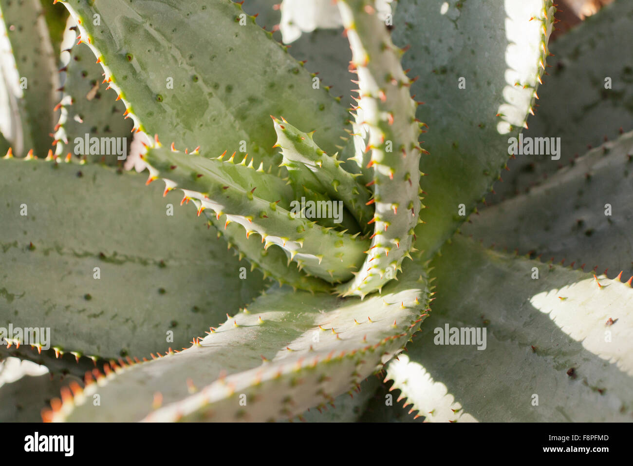 Mountain aloe, AKA flat-flowered aloe, native to Africa Stock Photo - Alamy