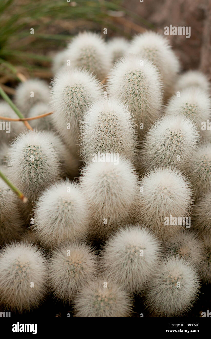 Echinocereus nivosus cactus native to Mexico Stock Photo - Alamy