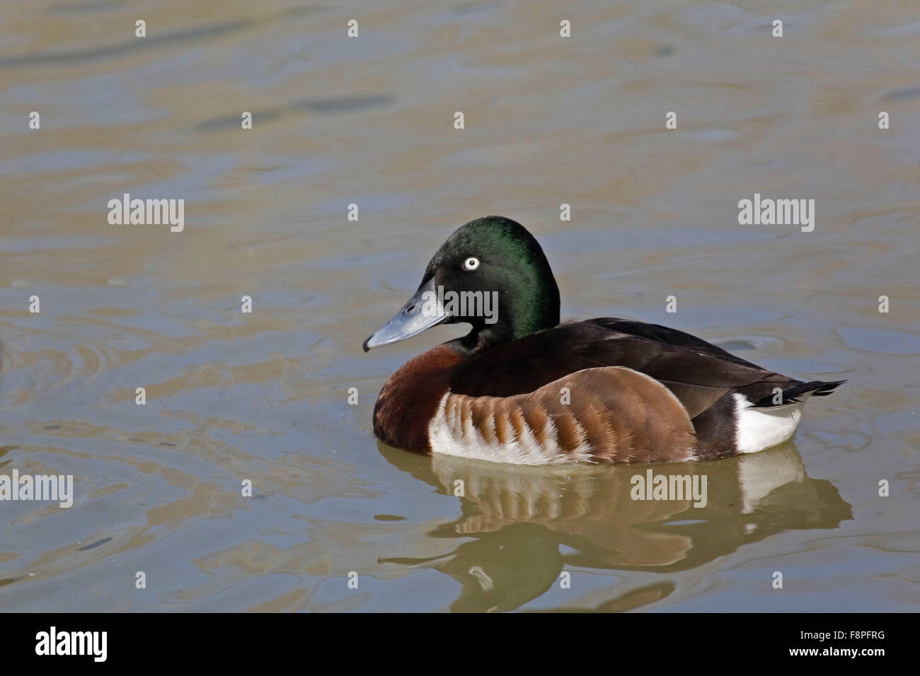 Male Baer's Pochard, Aythya baeri on the water Stock Photo - Alamy