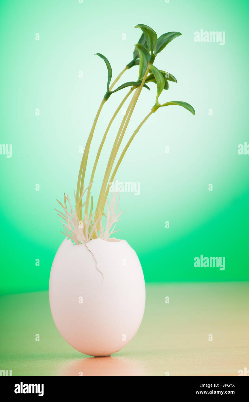 Eggs with green seedling in new life concept Stock Photo - Alamy