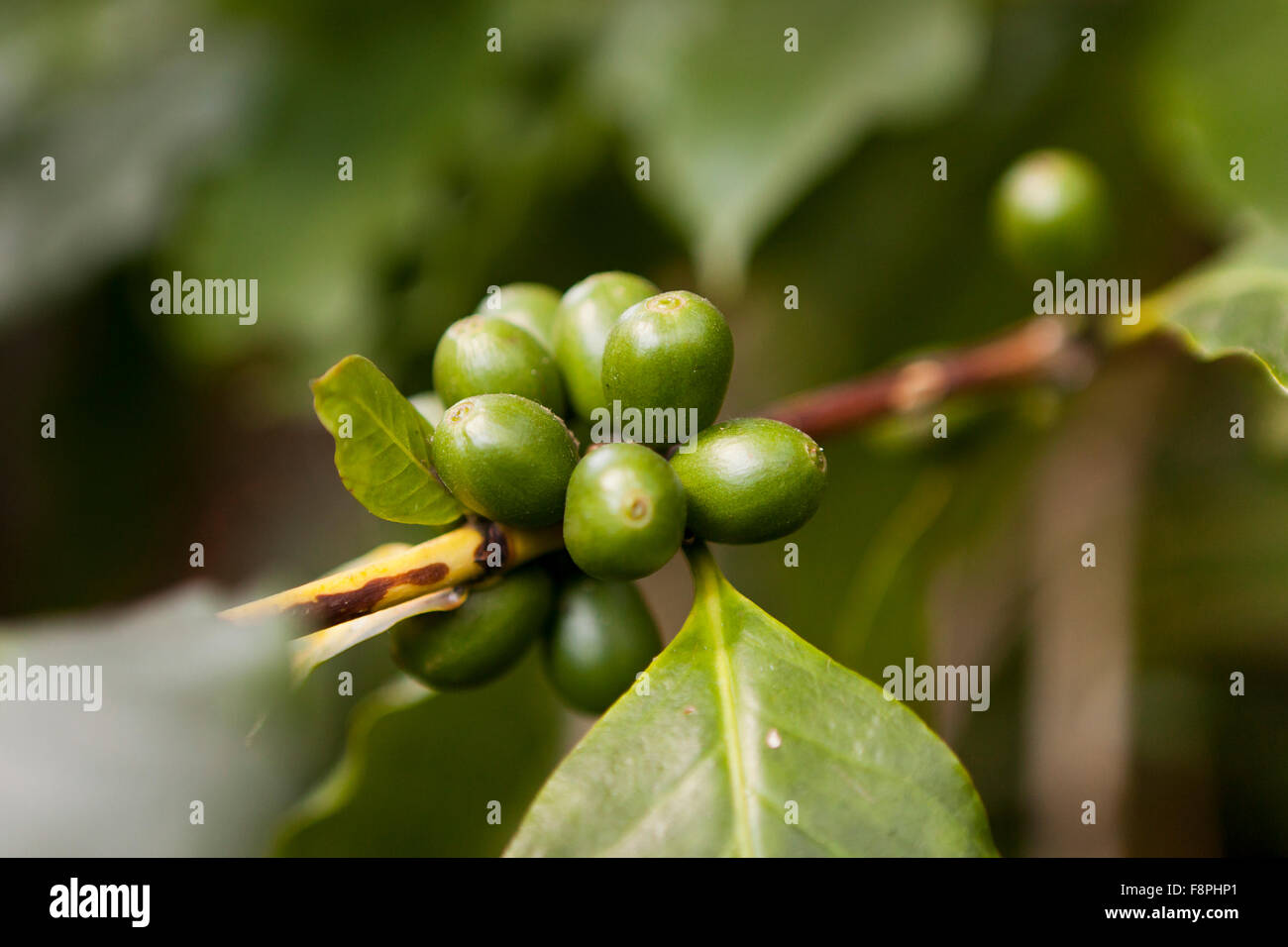 Coffee fruits on plant (coffea arabica Stock Photo - Alamy