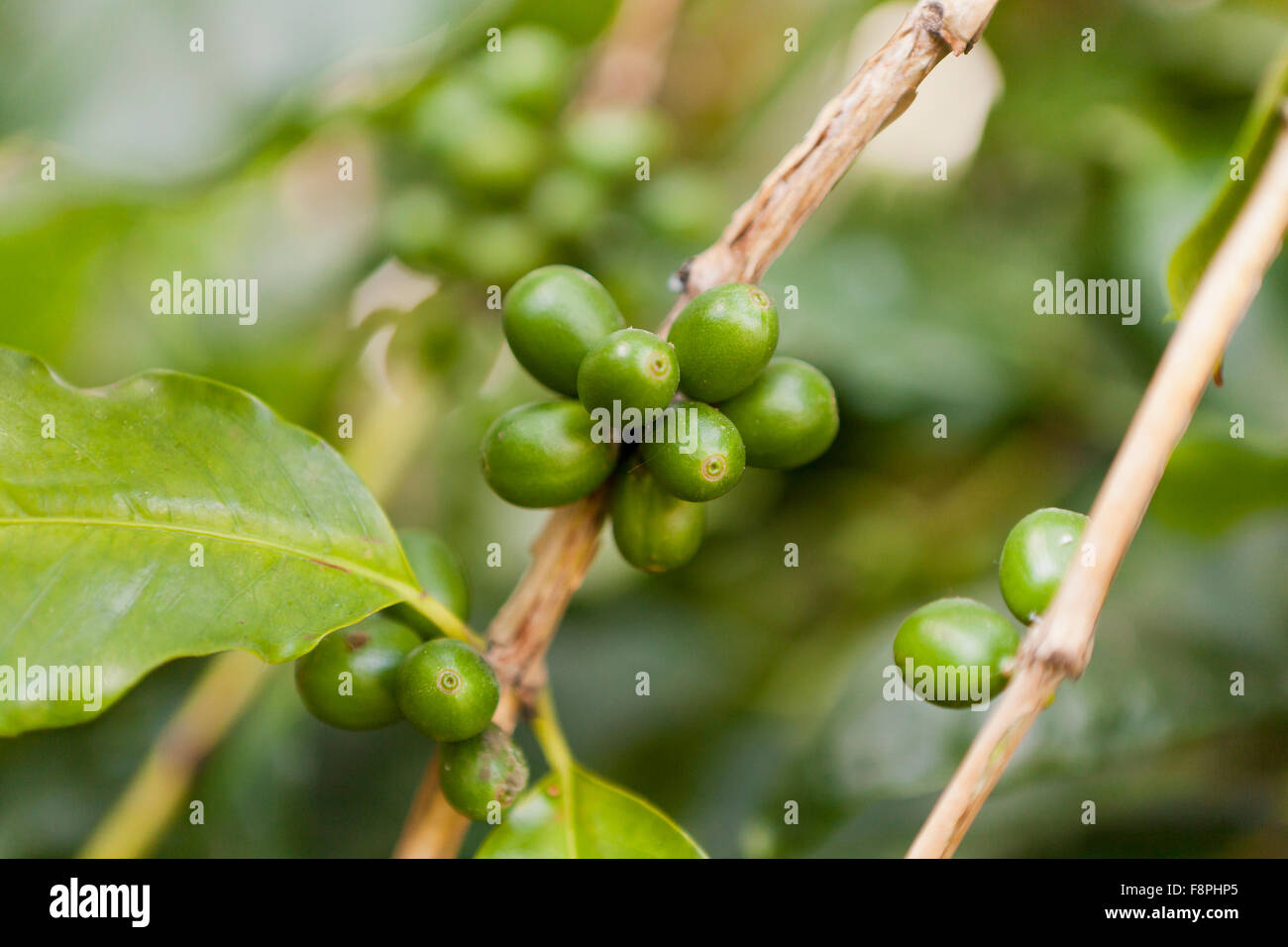 Coffee fruits on plant (coffea arabica Stock Photo - Alamy
