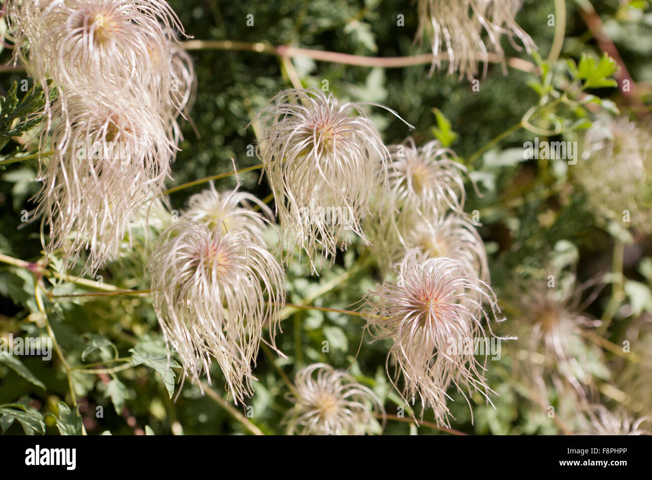 Seedhead of Clematis orientalis (Chinese clematis, Oriental ...