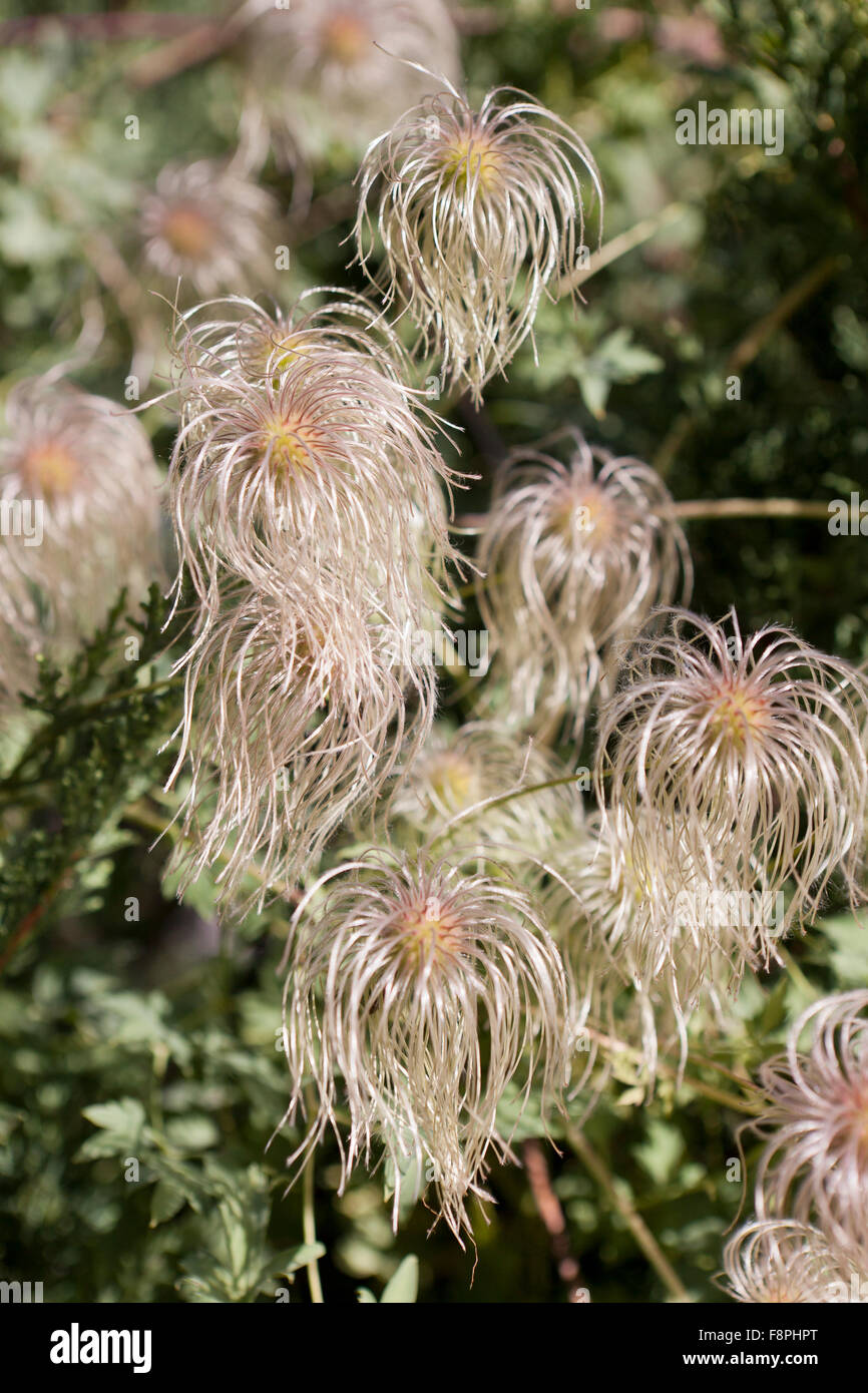 Seedhead of Clematis orientalis (Chinese clematis, Oriental ...
