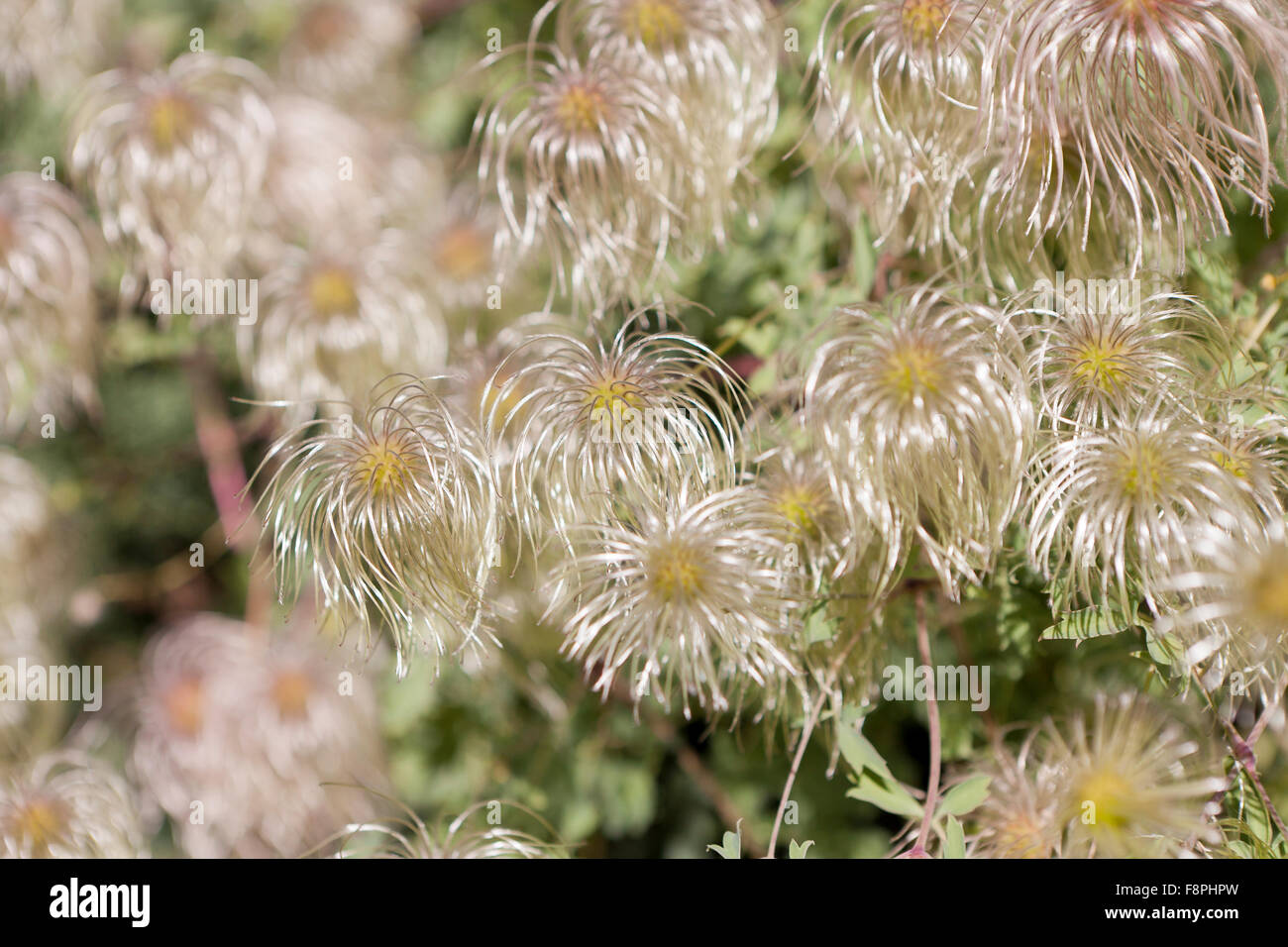 Seedhead of Clematis orientalis (Chinese clematis, Oriental ...