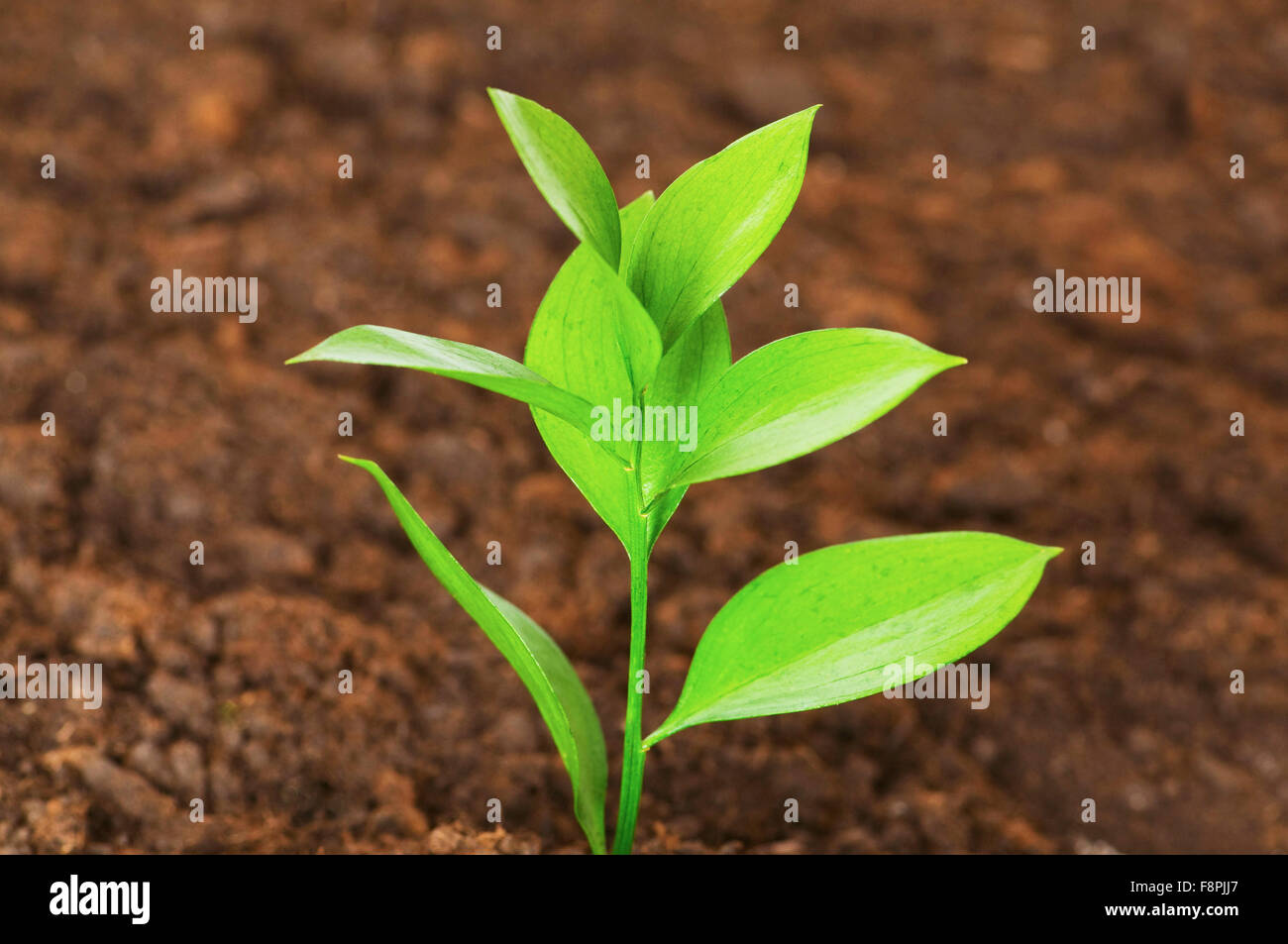 New life concept - green seedling growing out of soil Stock Photo - Alamy