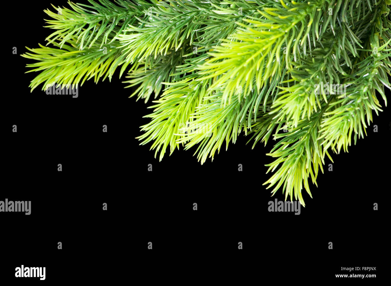 Christmas tree isolated on the black background Stock Photo - Alamy