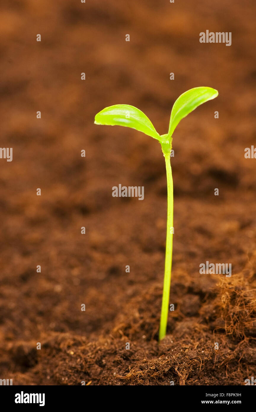 Green seedling illustrating concept of new life Stock Photo - Alamy