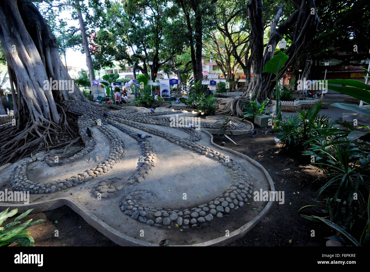 Views in the Zocalo town square, Acapulco, Mexico. Rocks around trunk ...