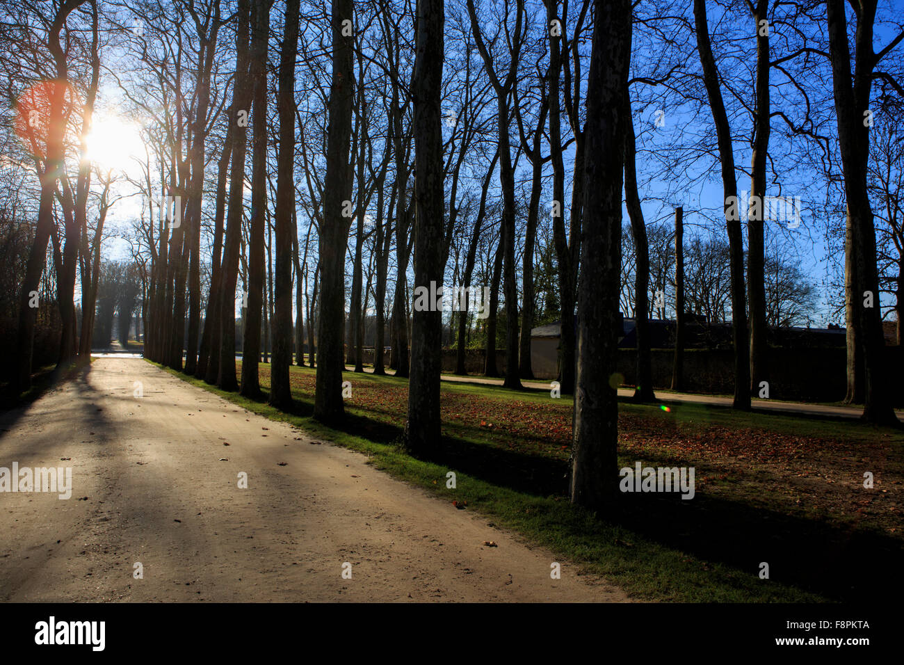 A grove of trees in the gardens of the Palace of Versailles, on the ...