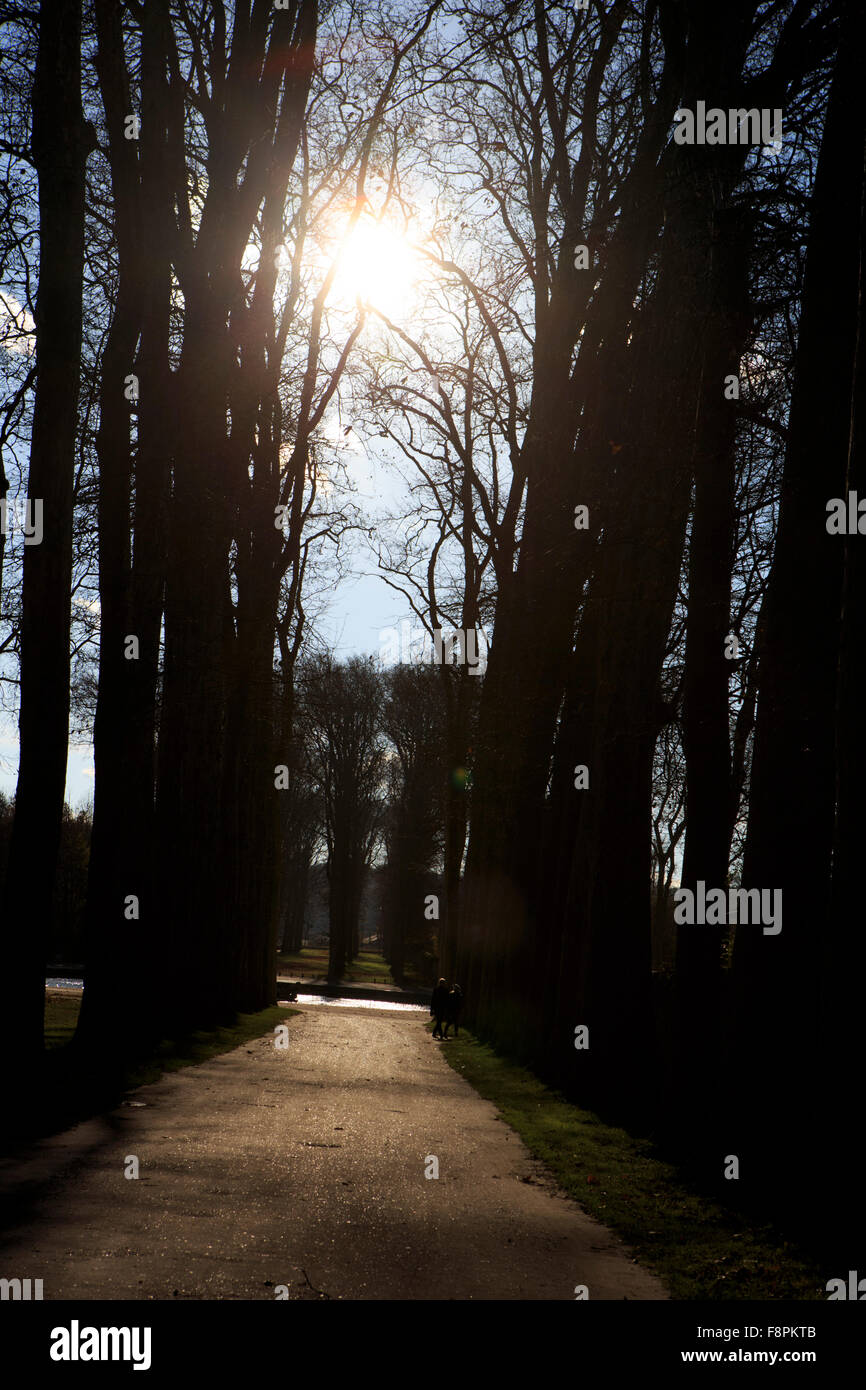 A grove of trees in the gardens of the Palace of Versailles, on the ...