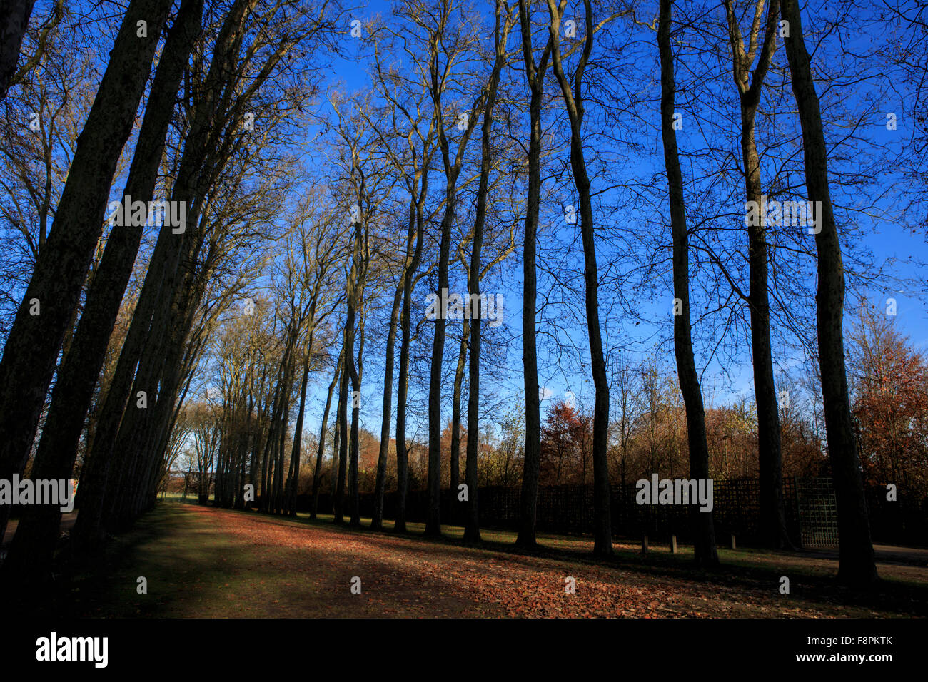 A grove of trees in the gardens of the Palace of Versailles, on the ...