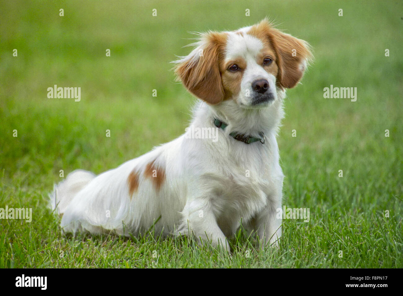 Spaniel sitting on hi-res stock photography and images - Alamy