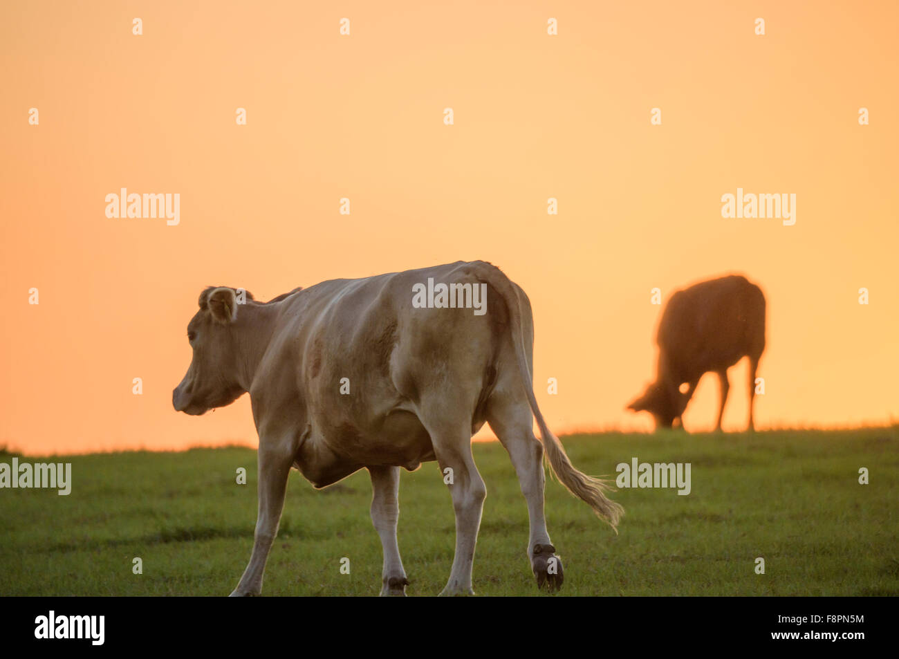 Angus cattle against horizon at sunset Stock Photo - Alamy