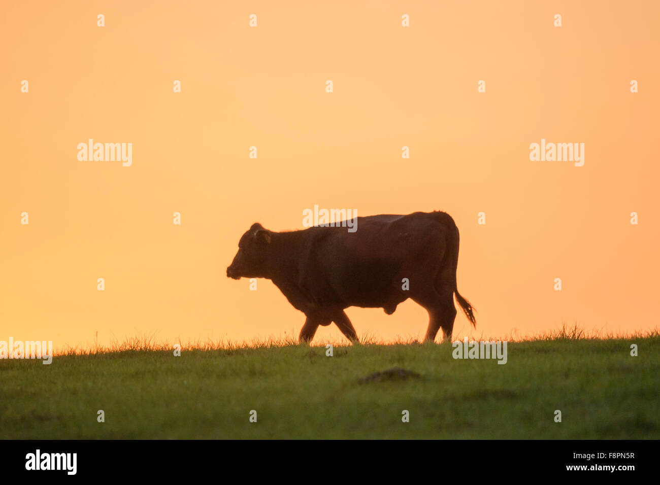 Cattle angus hi-res stock photography and images - Alamy