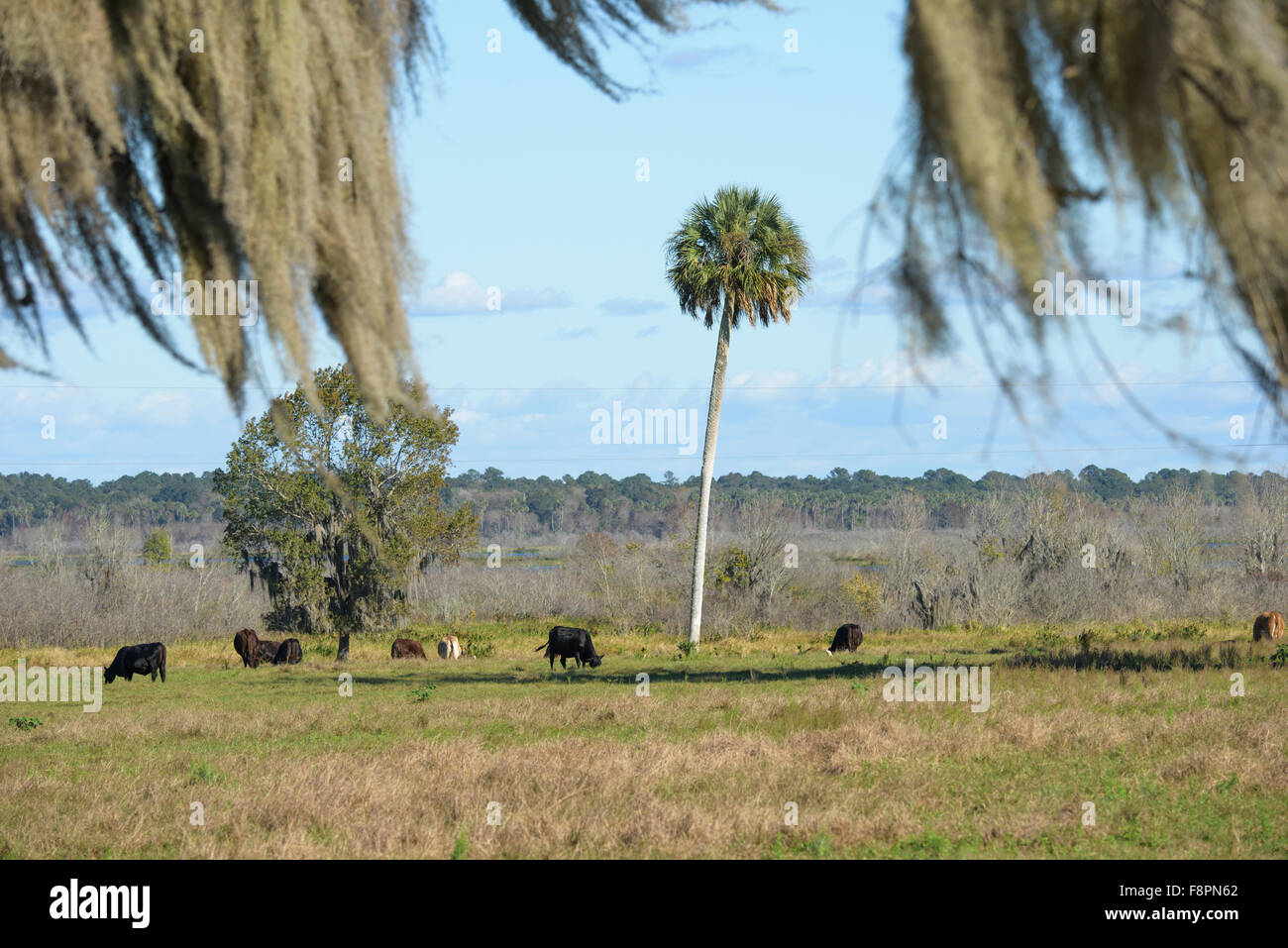 Cattle graze in pasture near Orange Lake, FL Stock Photo - Alamy