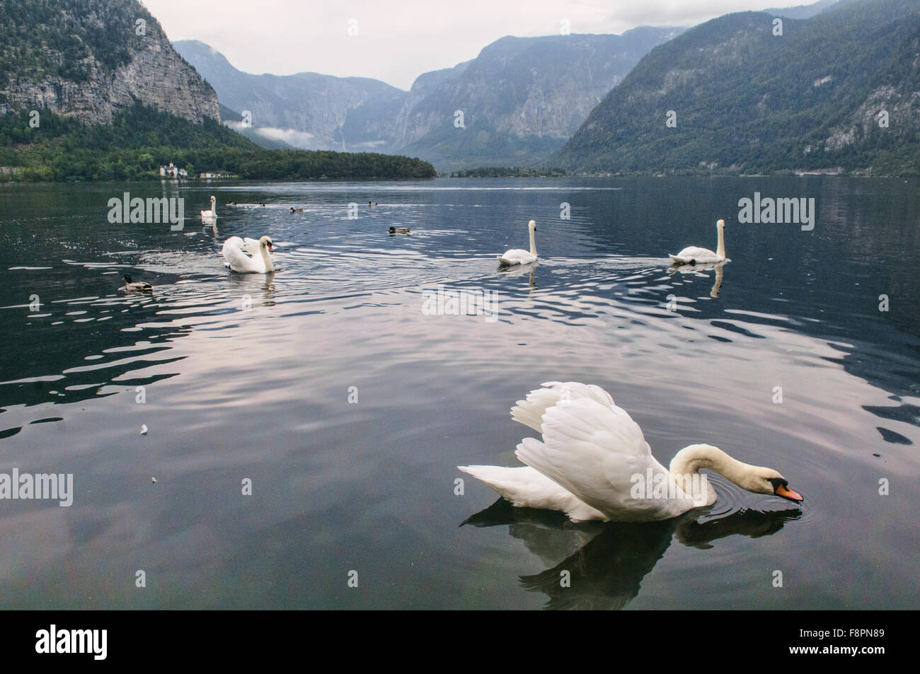 Beautiful white ducks at Hallstatt Lake, Hallstatt, Salzkammergut ...