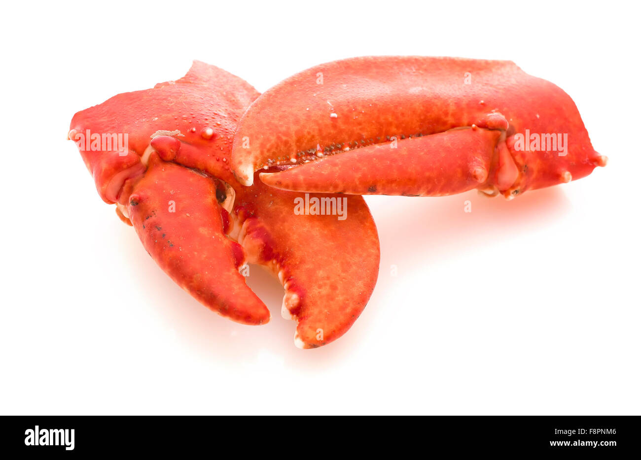Claws of a Cooked European Common Lobster isolated on a white studio ...