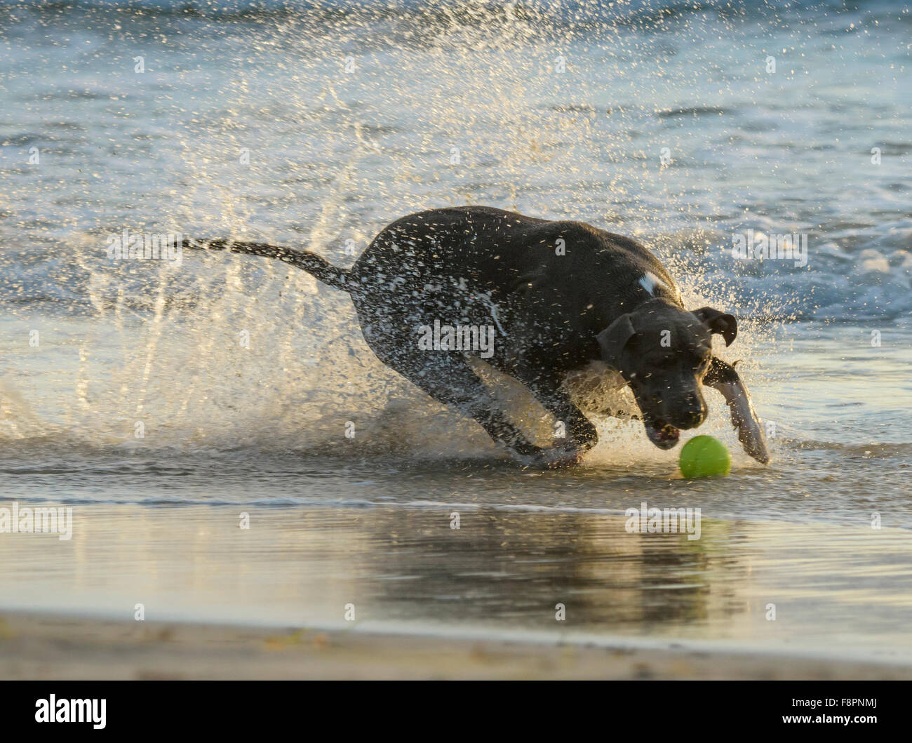 Dogs play, run and splash on Ocean Beach, CA shoreline Stock Photo - Alamy