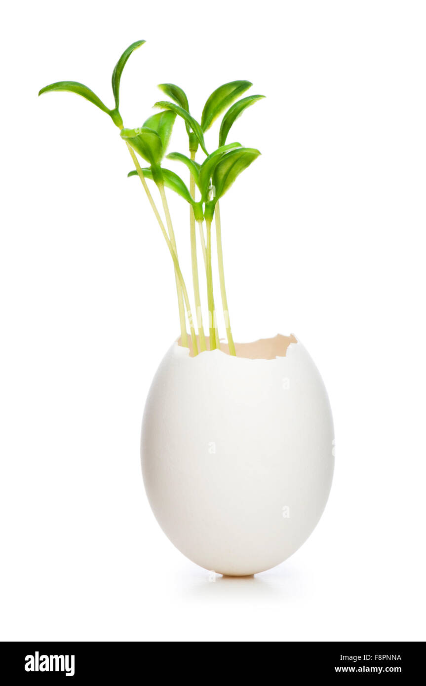 New life concept with seedling and egg on white Stock Photo - Alamy